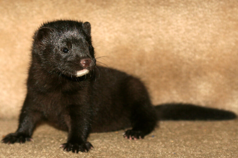 Baby Ferrets (A Complete Guide) | DIY Ferret