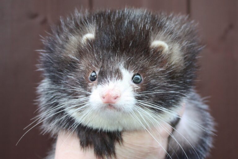 The Angora Ferret 10 Things you Never Knew | DIY Ferret