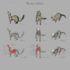 Basic Anatomy of a Ferret -Exotic Features of Ferret Anatomy