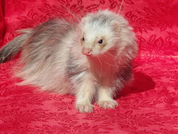 The Angora Ferret 10 Things you Never Knew | DIY Ferret