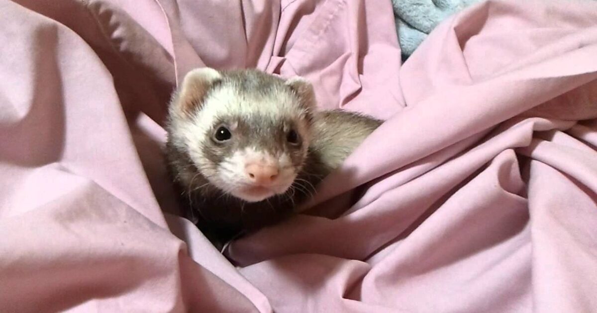 Bandit - DIY Ferret