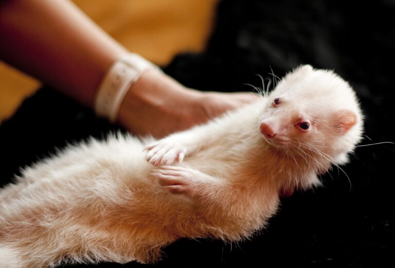 Adrenal Disease In Ferrets symptoms, causes prevention treat